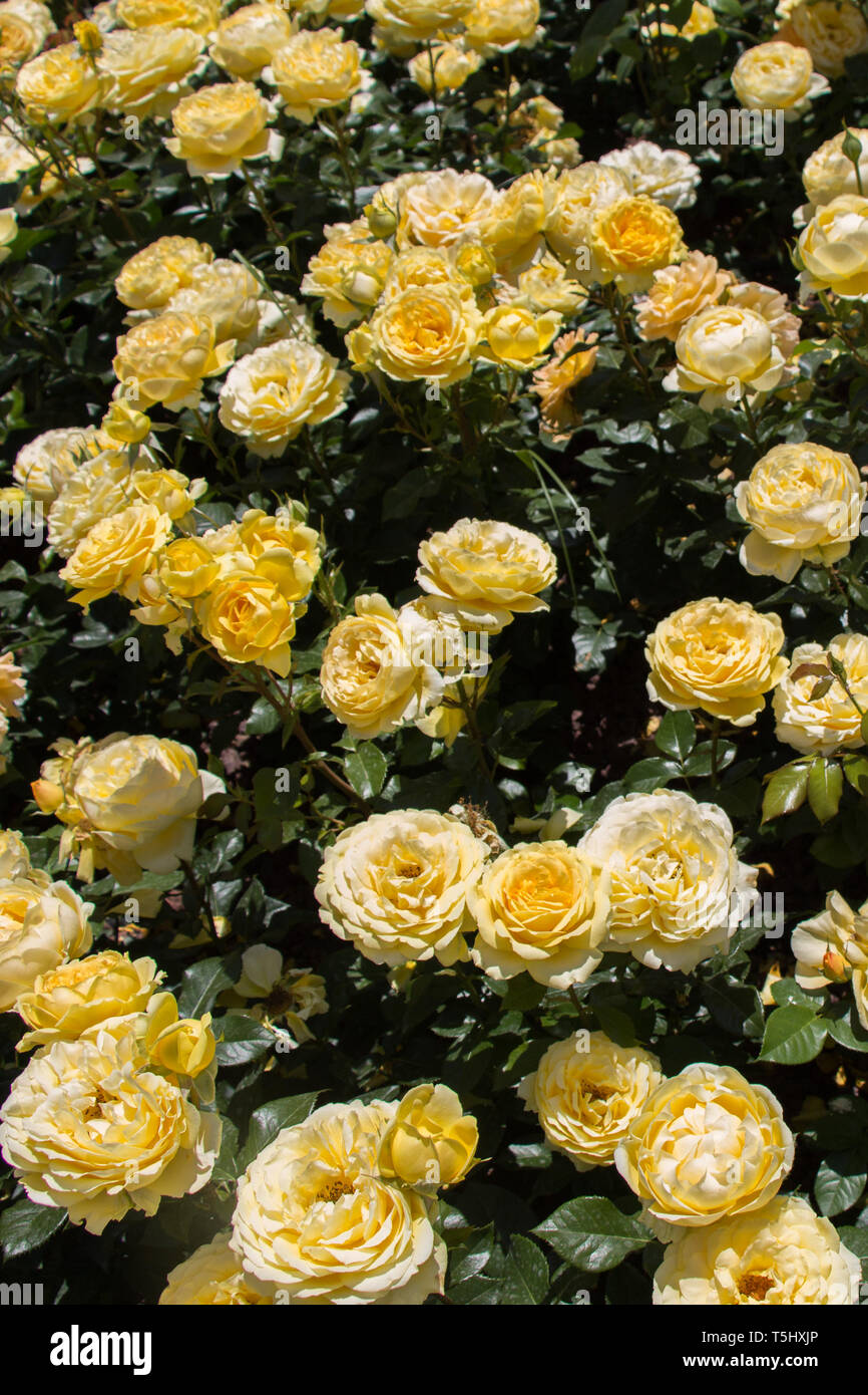Rose garden full of beautiful fresh roses Stock Photo - Alamy