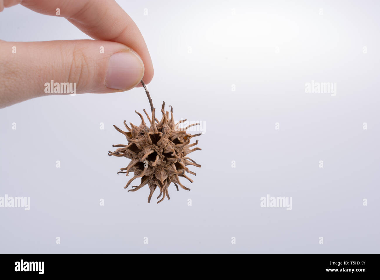 Hand holding brown pod or capsule in hand on a white background Stock ...
