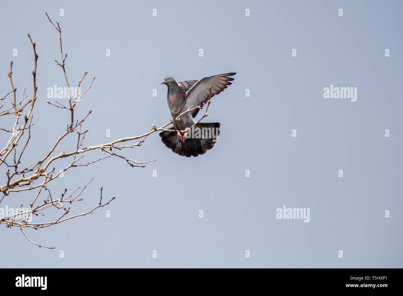 Single pigeon in the air with wings wide open Stock Photo - Alamy