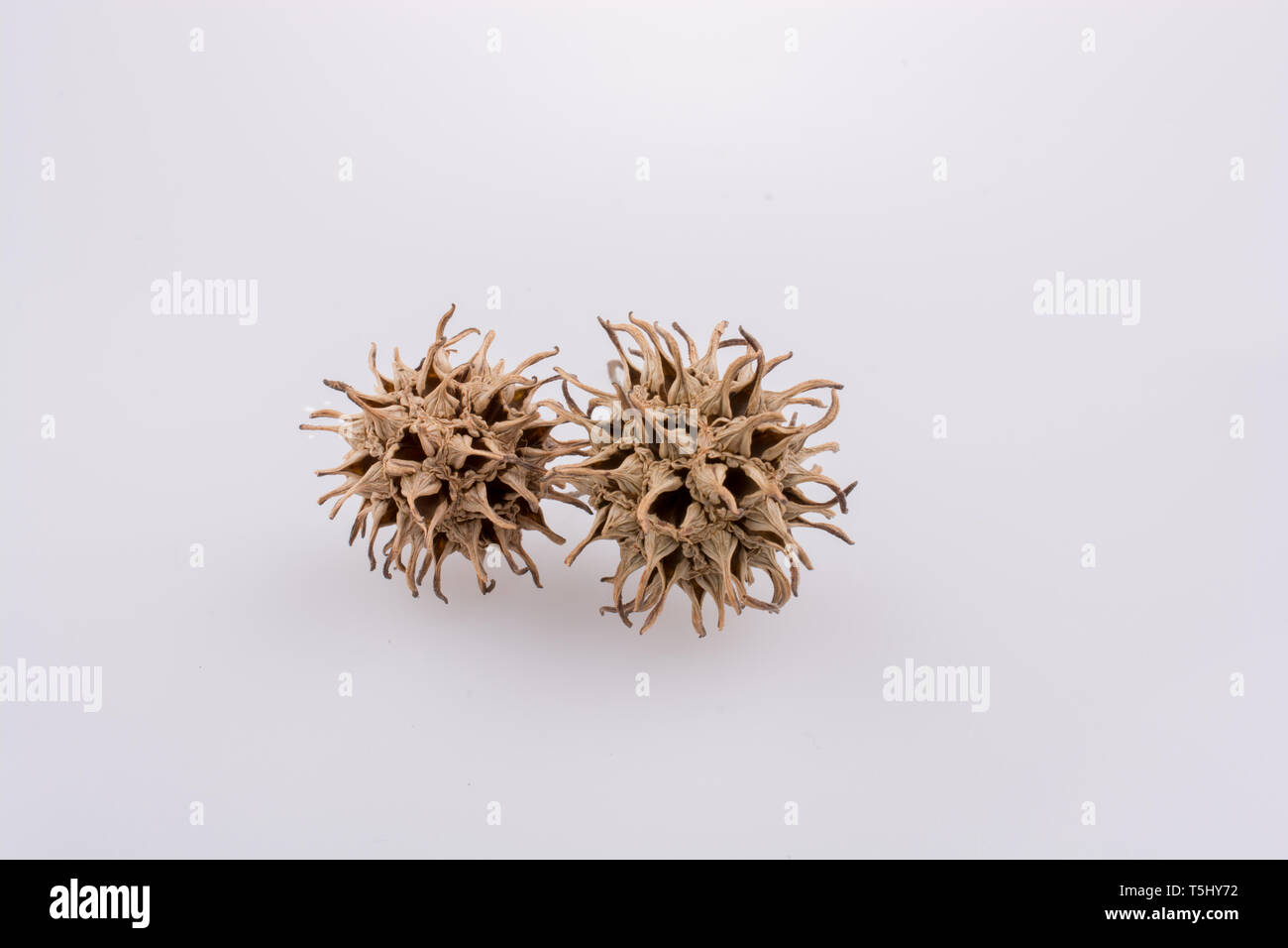 Brown pod or capsule on a white background Stock Photo - Alamy