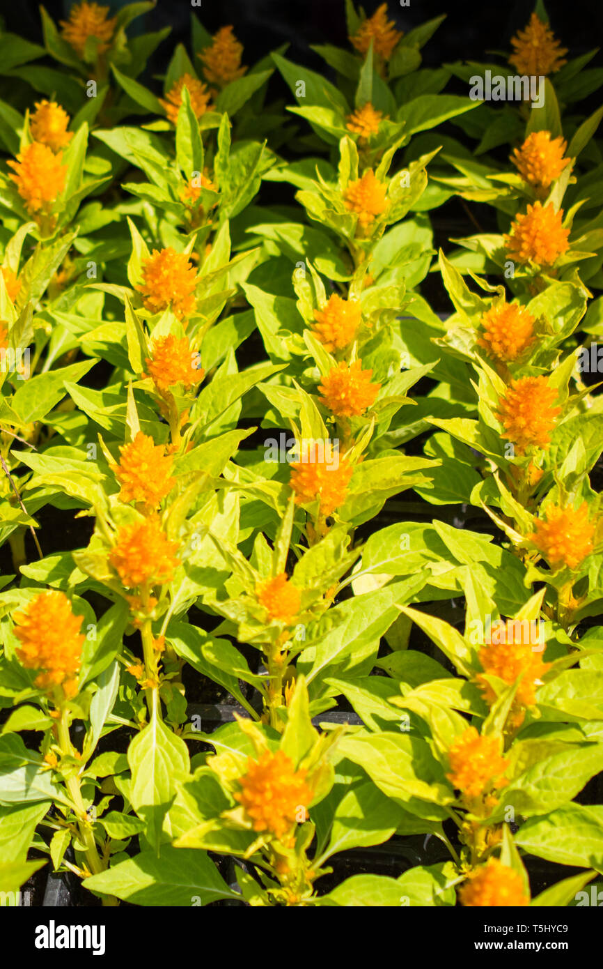 Flower bed as a background with many beautiful colorful flowers Stock ...