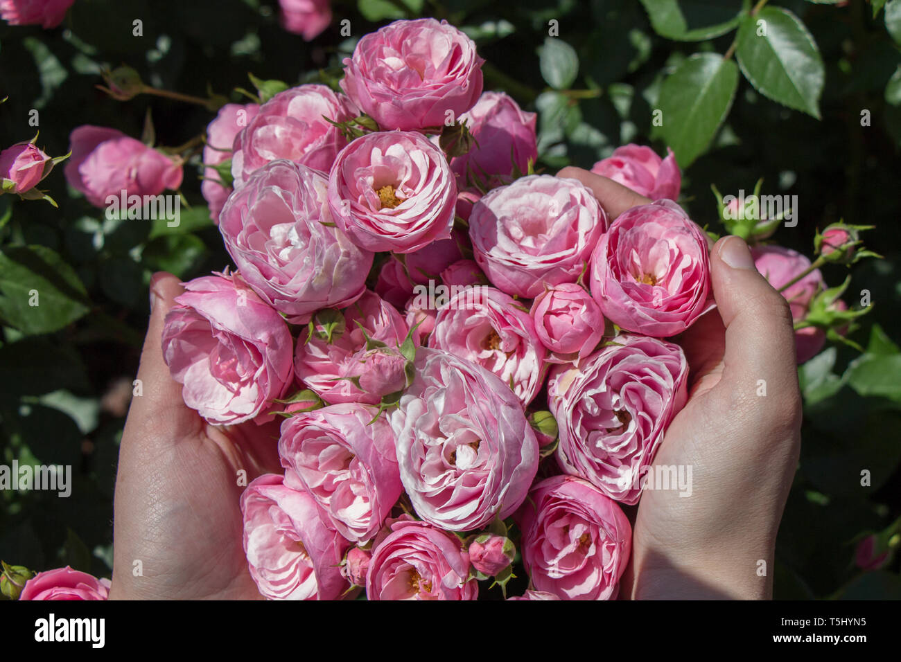 Beautiful fresh roses in hand Stock Photo - Alamy