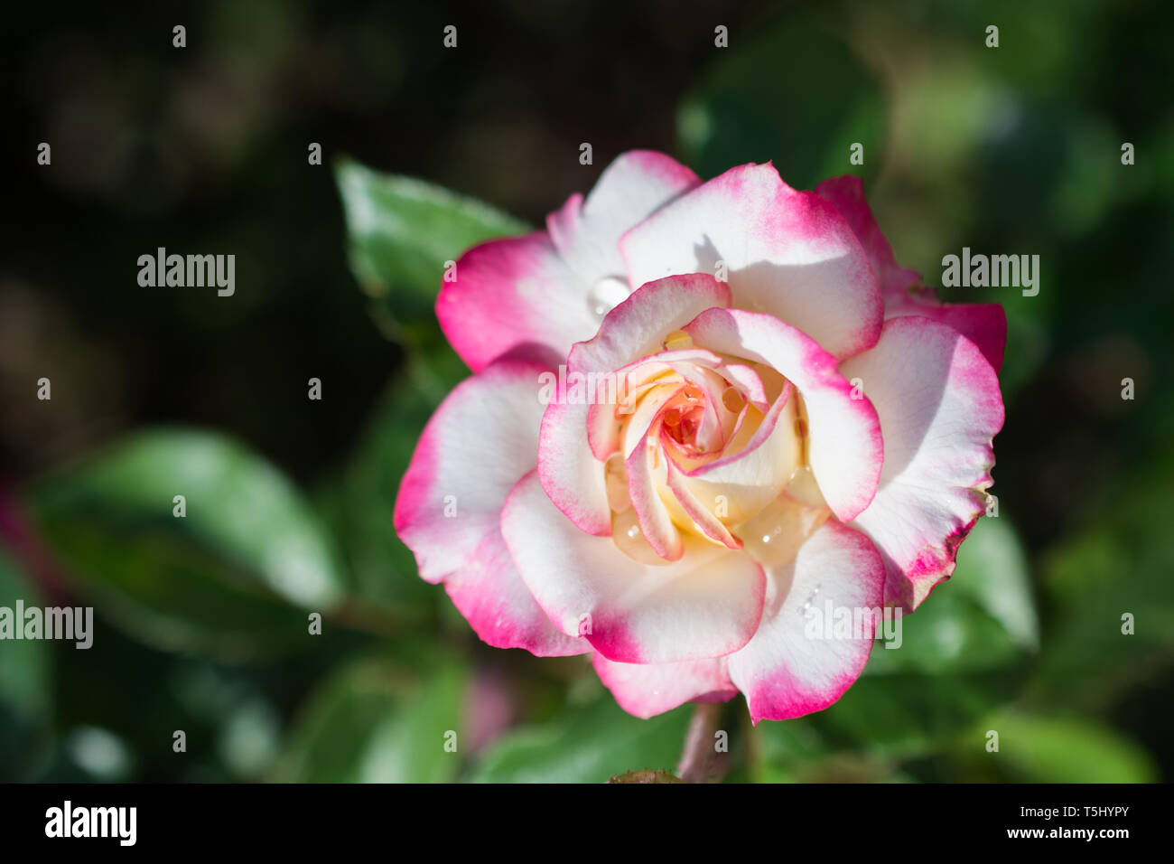 Blooming beautiful colorful rose in garden nature background Stock ...