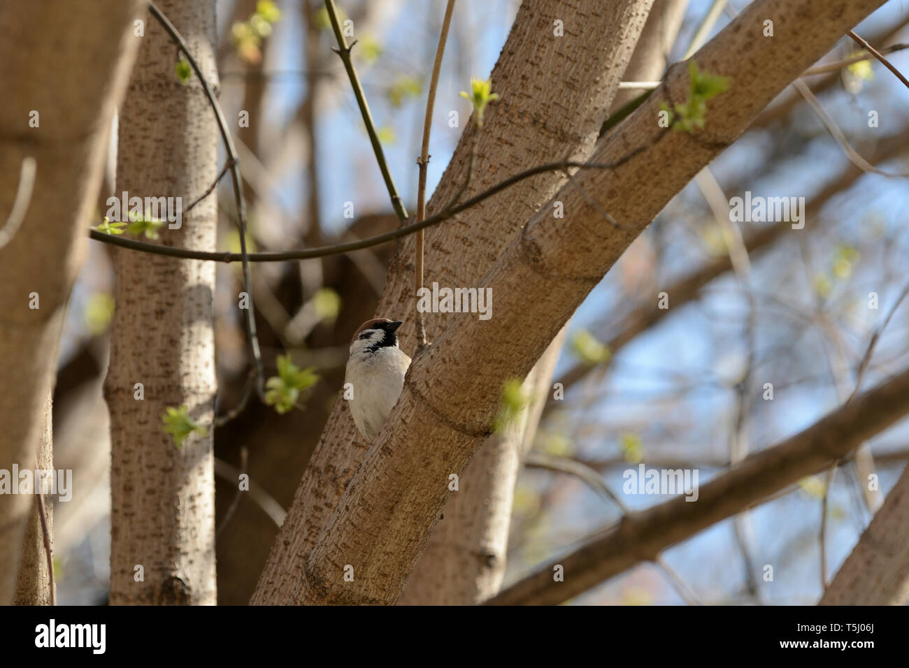 Sparrow sitting on branch spring hi-res stock photography and images ...