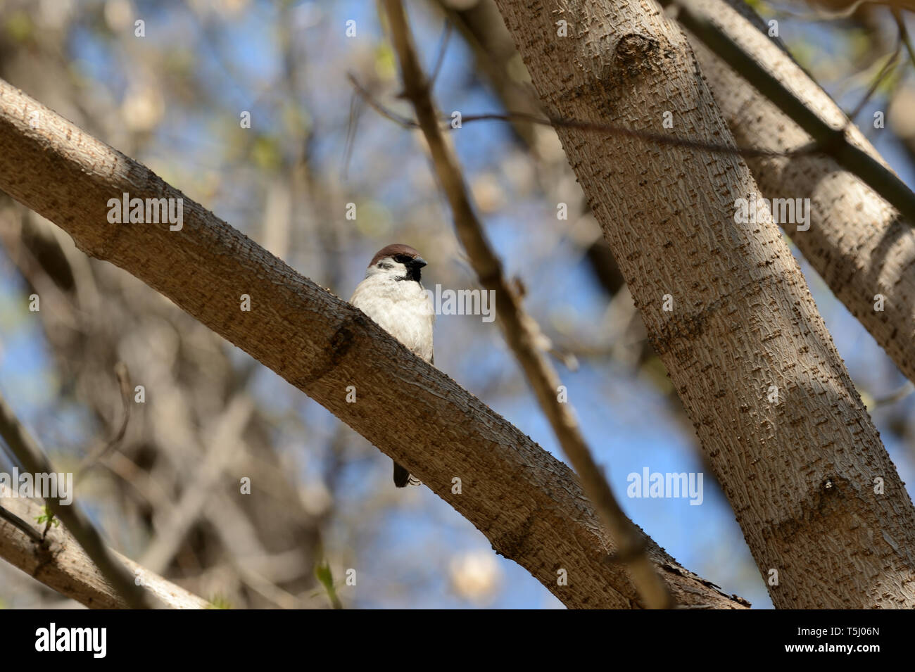 Sparrow sitting on branch spring hi-res stock photography and images ...