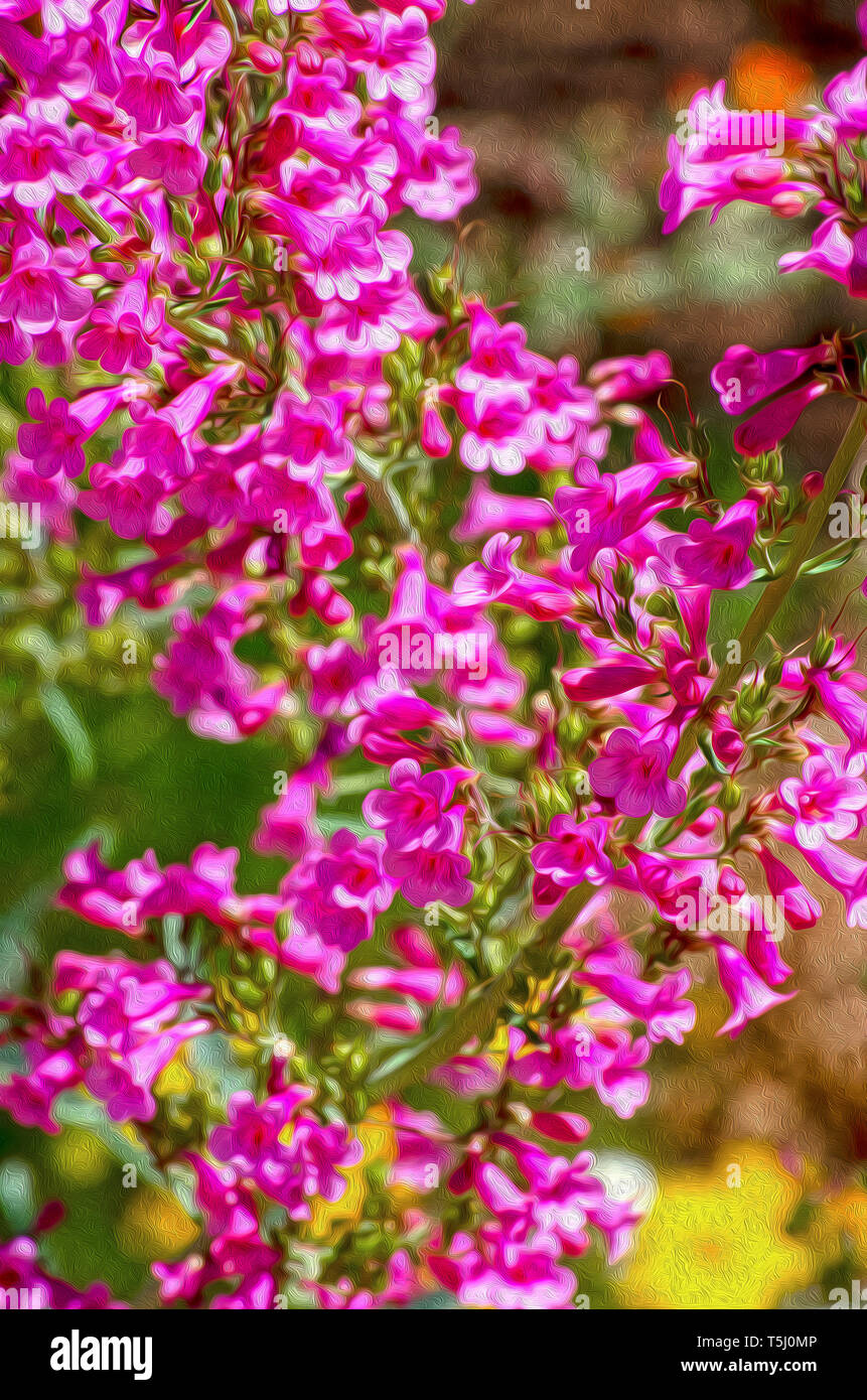 Arizona Botanical Gardens Wildflowers in the spring Stock Photo - Alamy