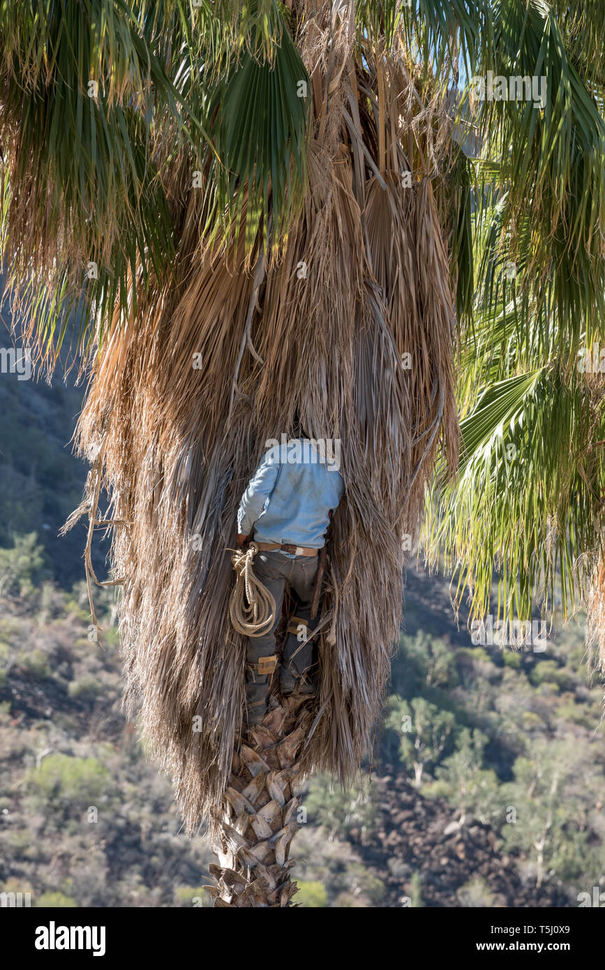 Palm cutting hi-res stock photography and images - Alamy