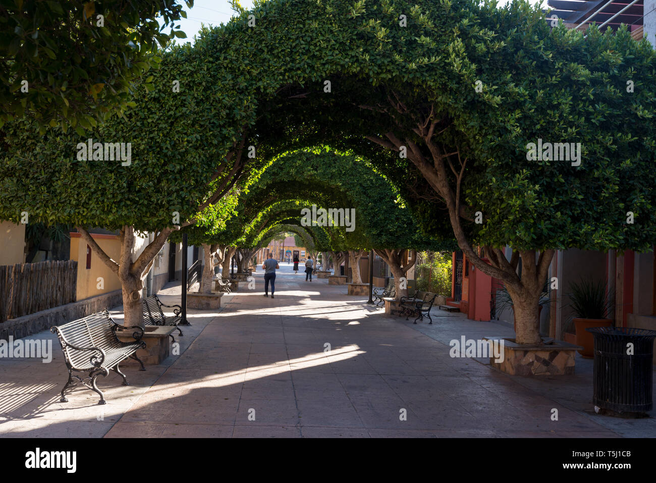 Fig tree topiary tunnel on a pedestrial street in Loreto, Mexico Stock ...