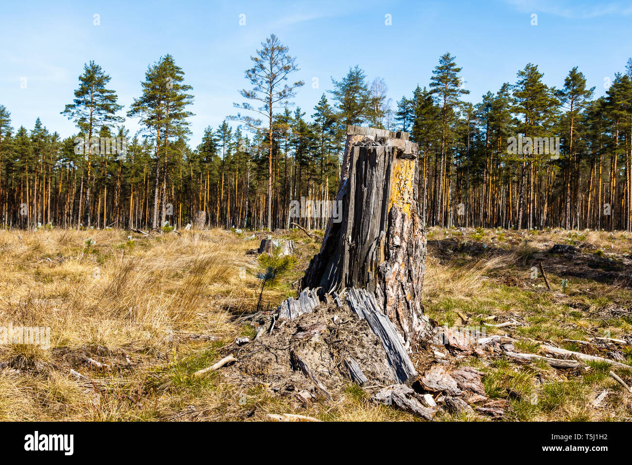 Stack of felled trees in the forest ready for transport. Timber ...