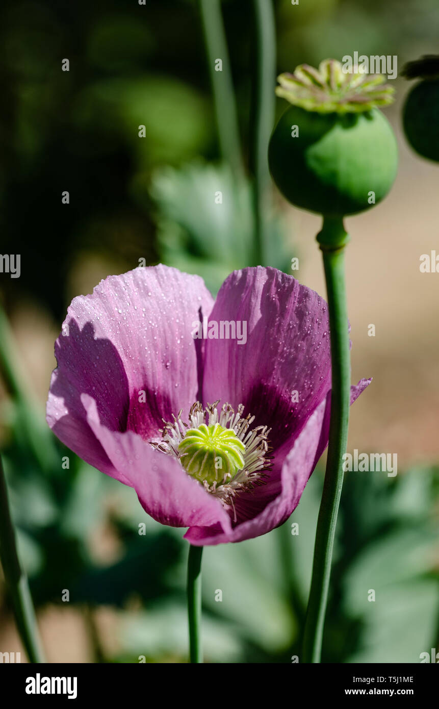 Elegant yellow poppy isolated hi-res stock photography and images - Alamy