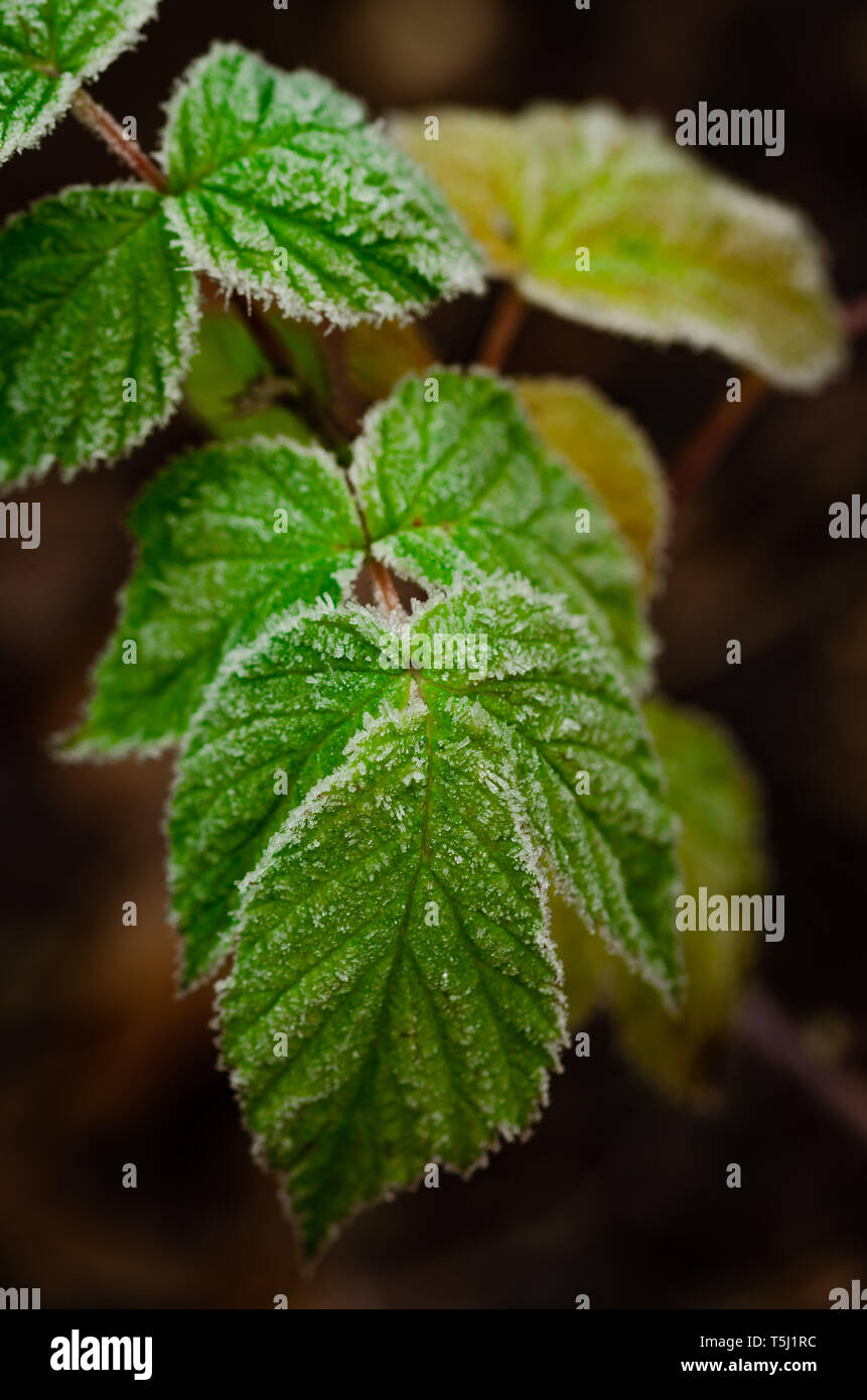 Ice plants garden hi-res stock photography and images - Alamy