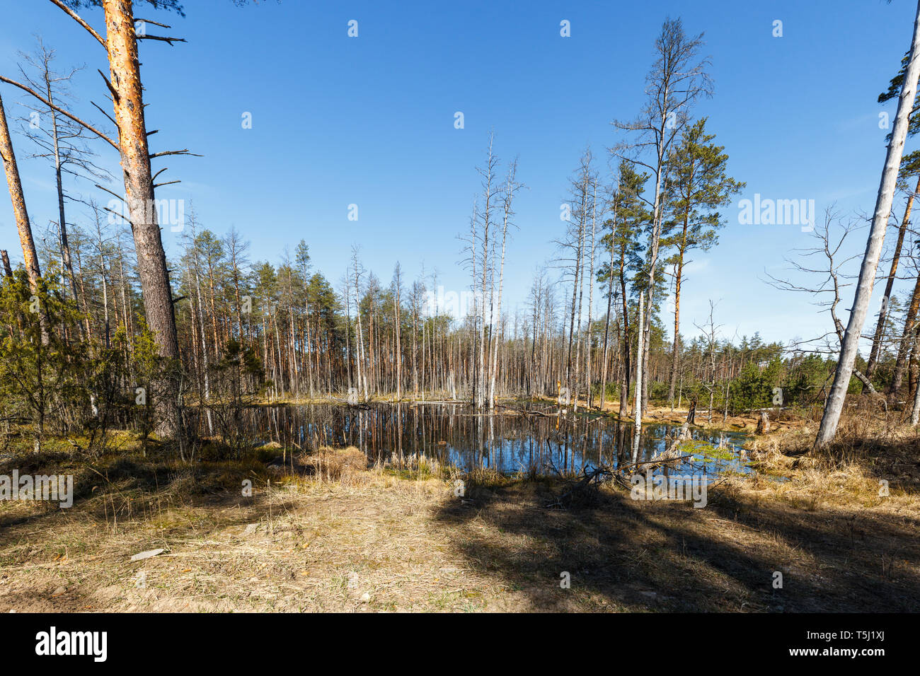 Pine tree forest in April in in Latvia, natural background Stock Photo ...