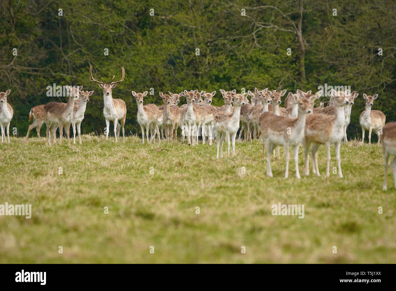 Dartington Deer Park have reintroduced deer first time in 400 years ...