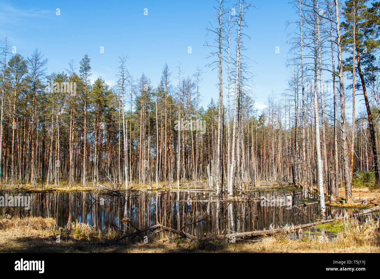 Pine tree forest in April in in Latvia, natural background Stock Photo ...