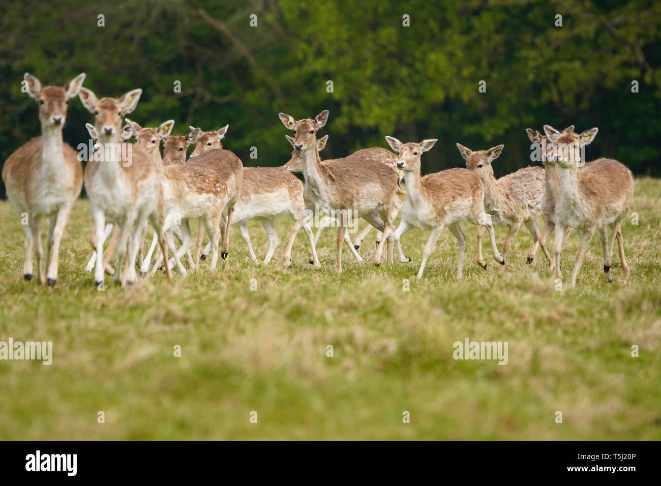 Dartington Deer Park have reintroduced deer first time in 400 years ...
