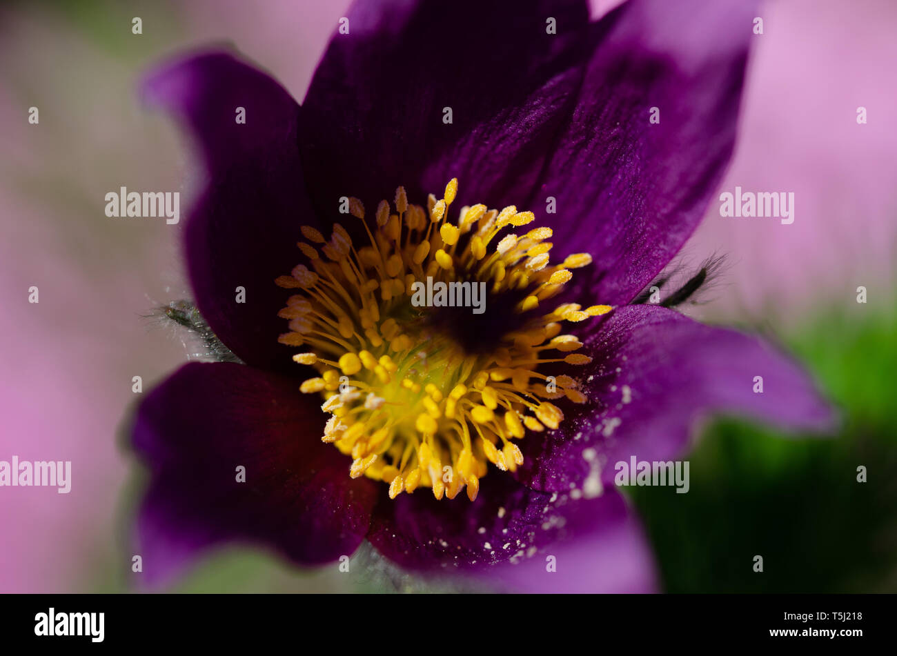 European pasqueflower, pasque flower Stock Photo - Alamy