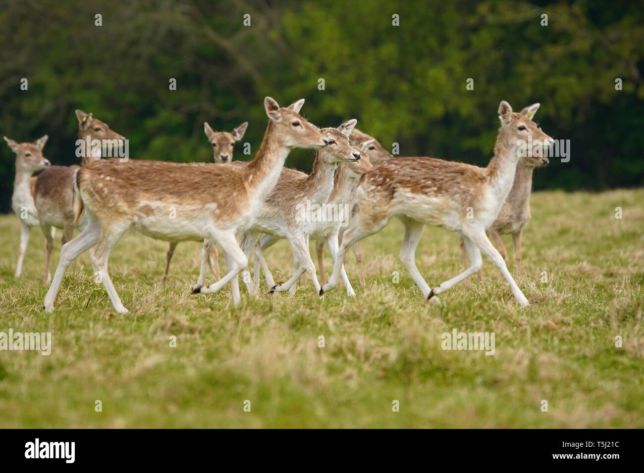 Dartington Deer Park have reintroduced deer first time in 400 years ...