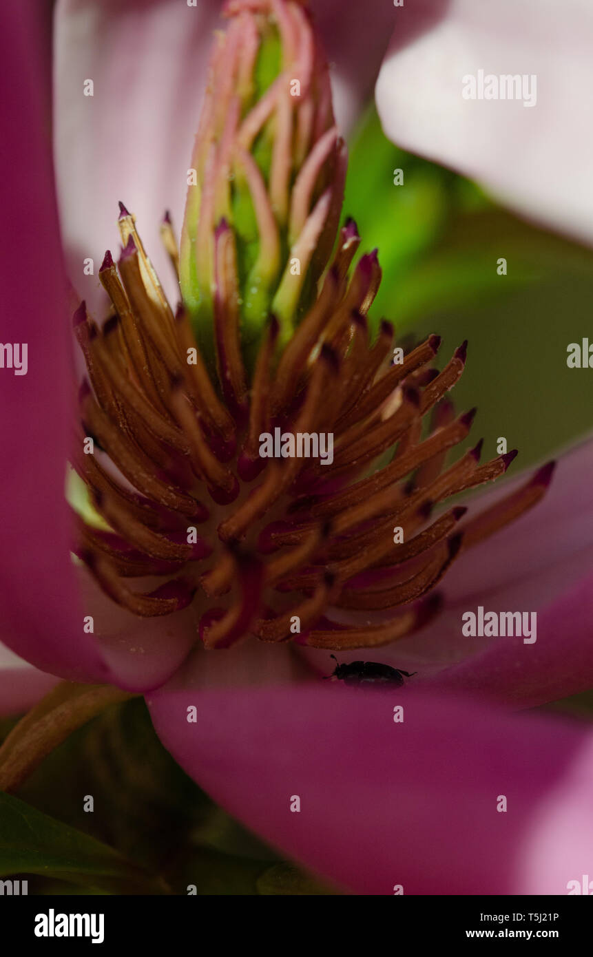 Magnolia flower with raindrop hi-res stock photography and images - Alamy