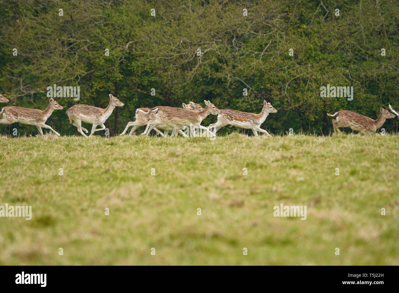 Dartington Deer Park have reintroduced deer first time in 400 years ...