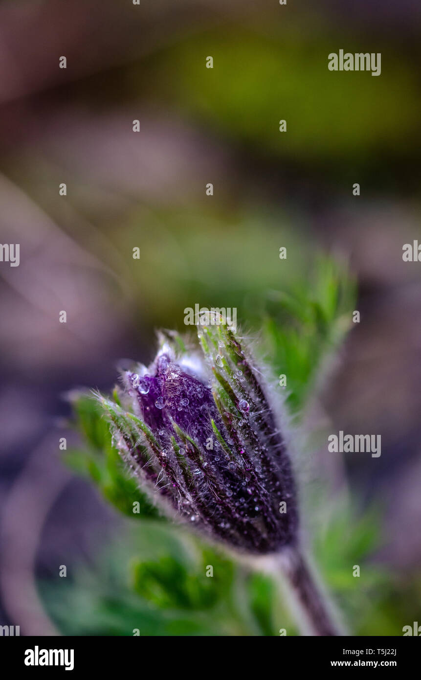 European pasqueflower, pasque flower Stock Photo - Alamy