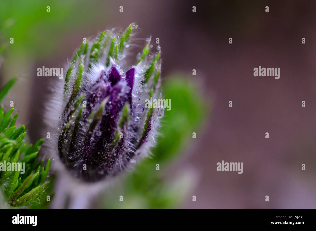 European pasqueflower, pasque flower Stock Photo - Alamy