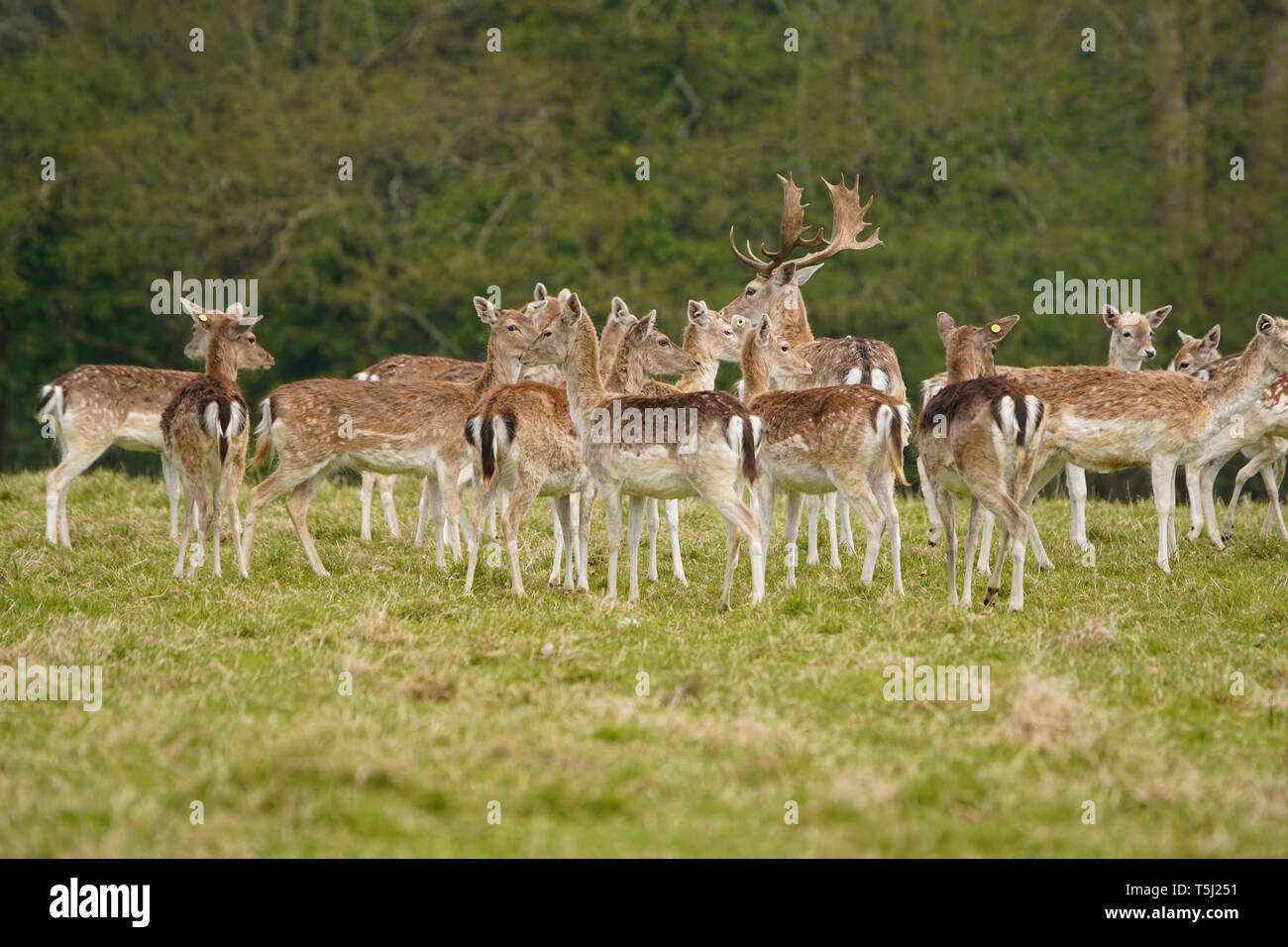 Dartington Deer Park have reintroduced deer first time in 400 years ...