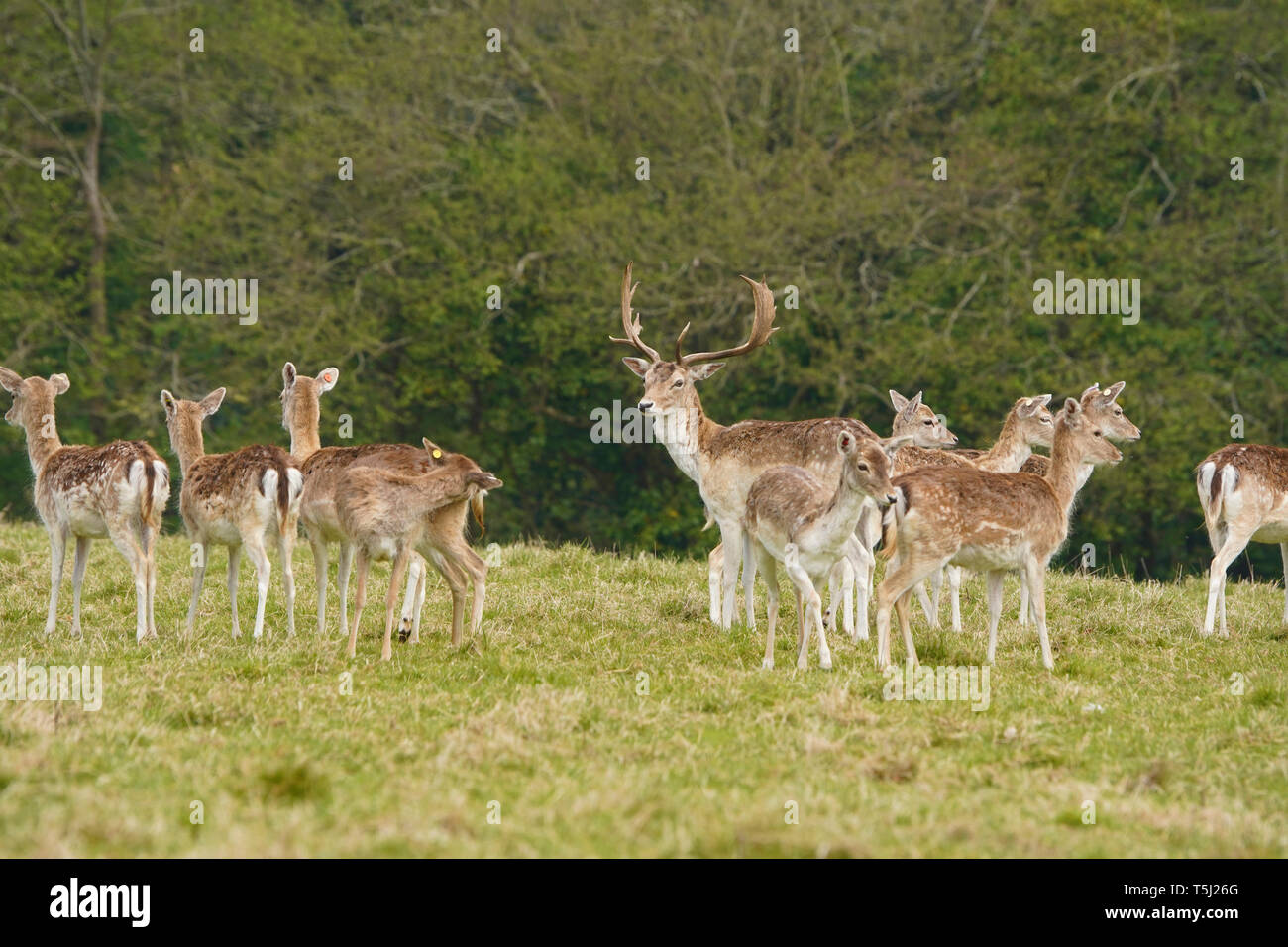 Dartington Deer Park have reintroduced deer first time in 400 years ...