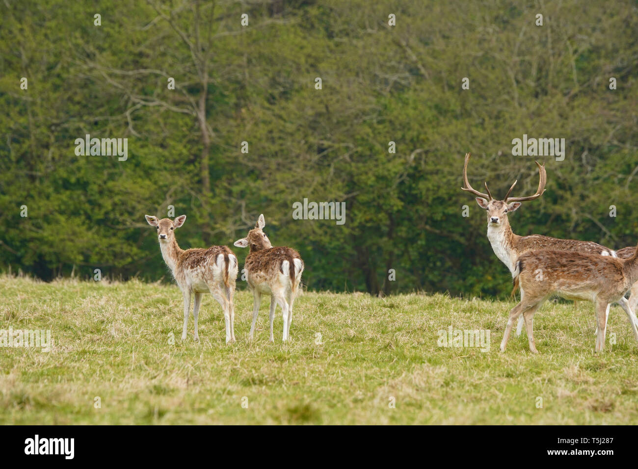 Dartington Deer Park have reintroduced deer first time in 400 years ...