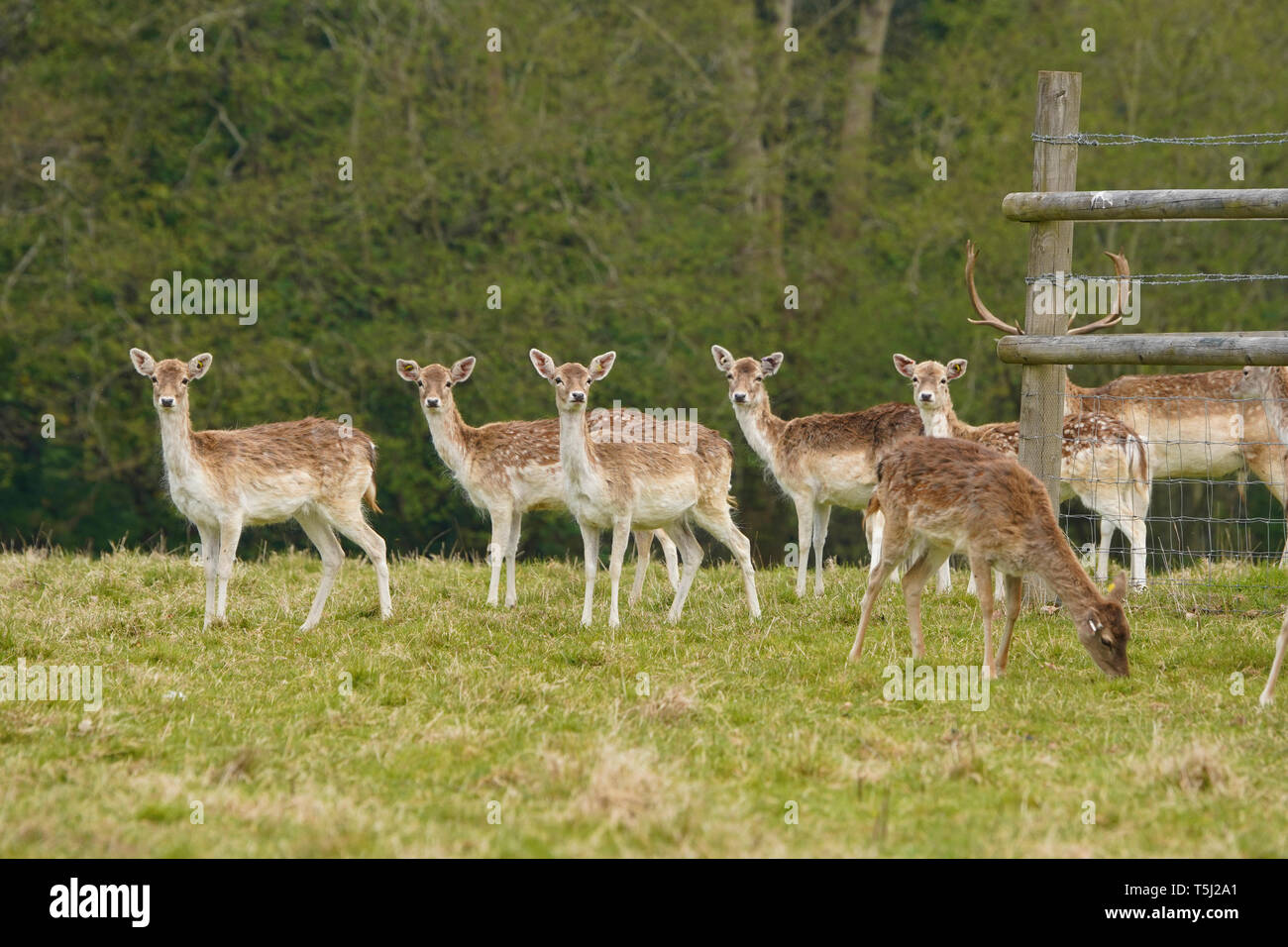 Dartington Deer Park have reintroduced deer first time in 400 years ...
