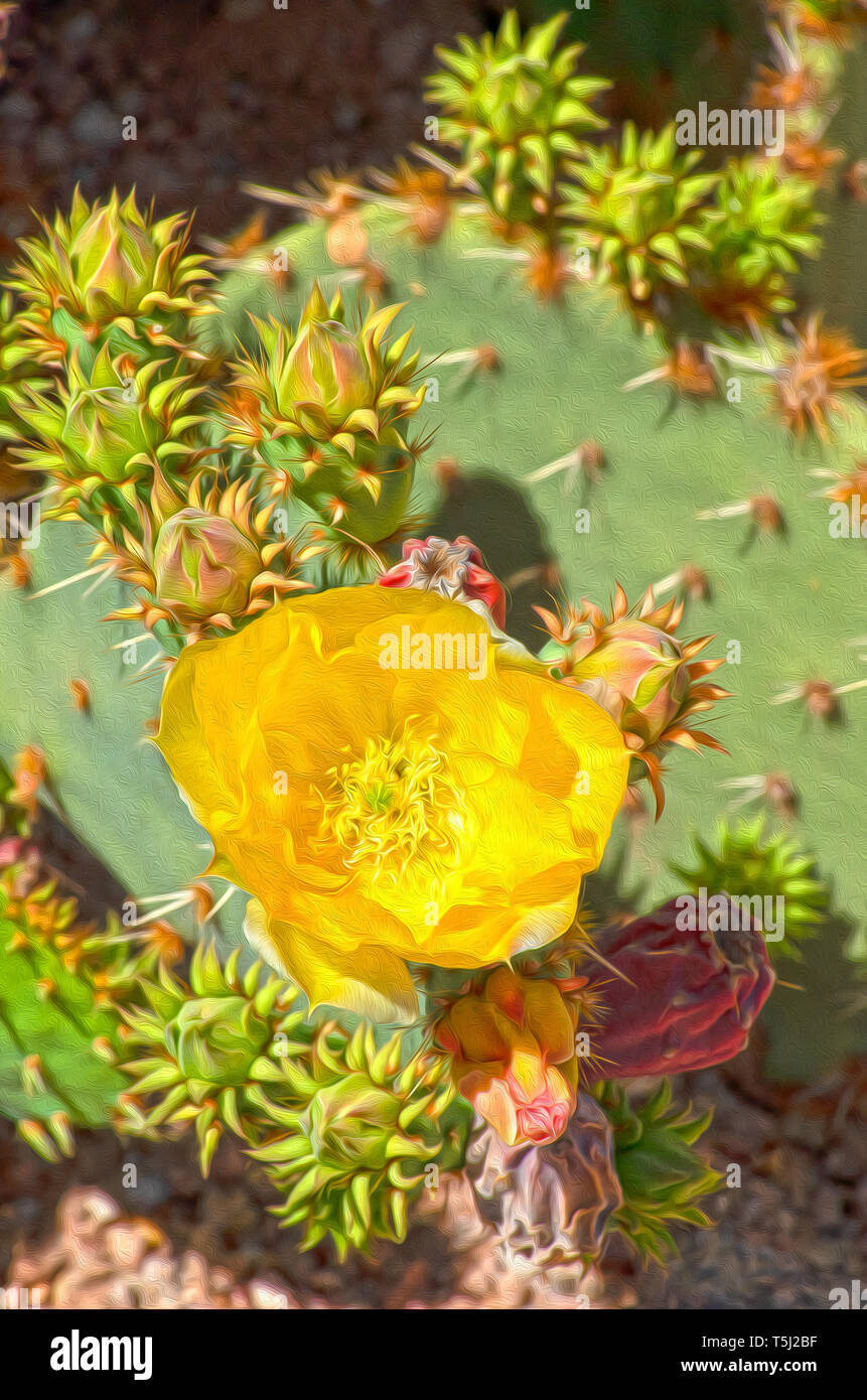 Arizona Botanical Gardens Wildflowers in the spring Stock Photo - Alamy