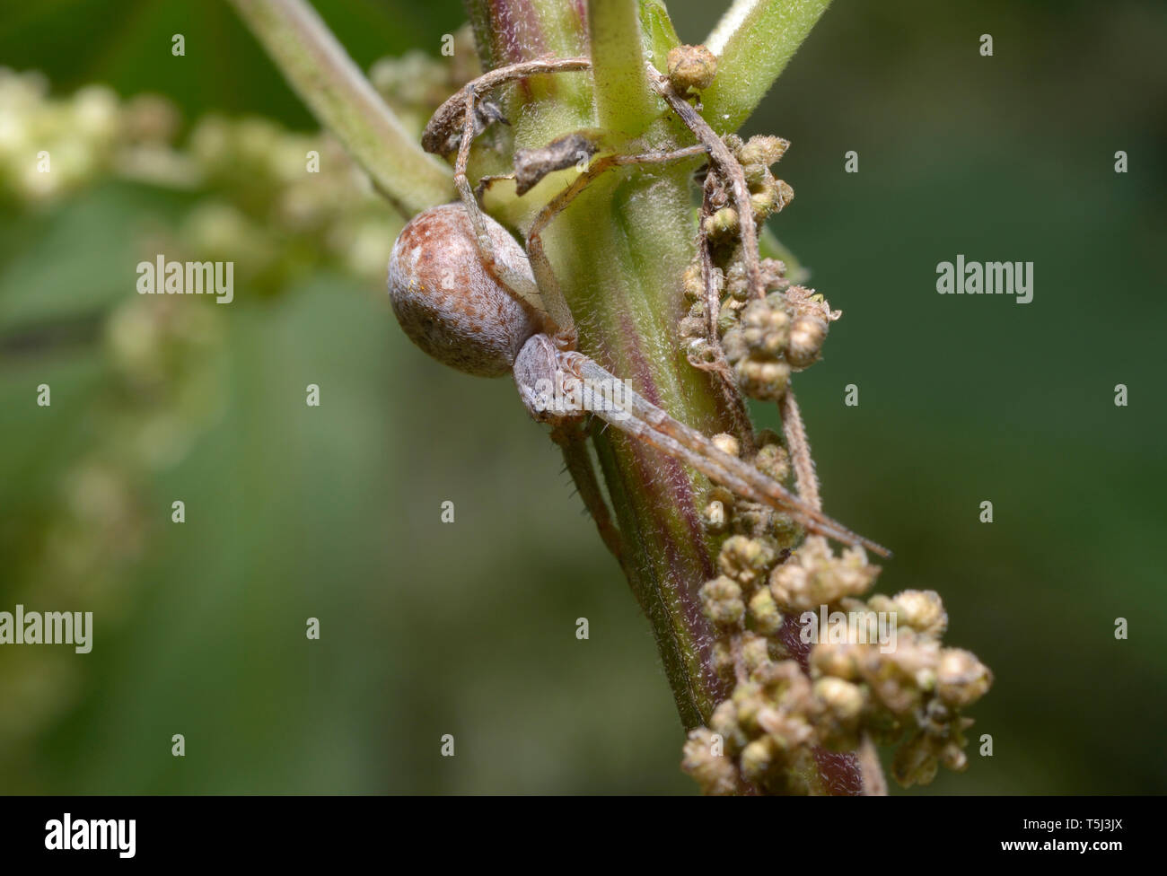 Field wolf spider hi-res stock photography and images - Alamy
