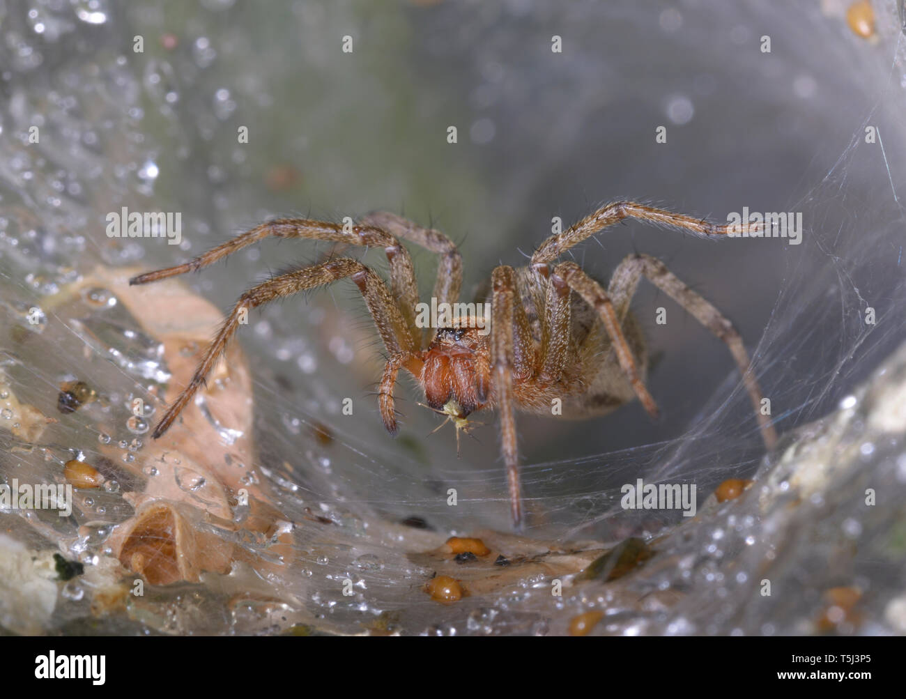 Labyrinth spider Agelena labyrinthica eating an aphid in its den Stock ...