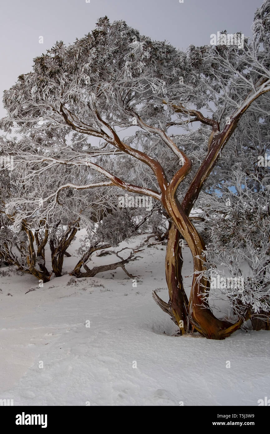 Snowgums australia hi-res stock photography and images - Alamy