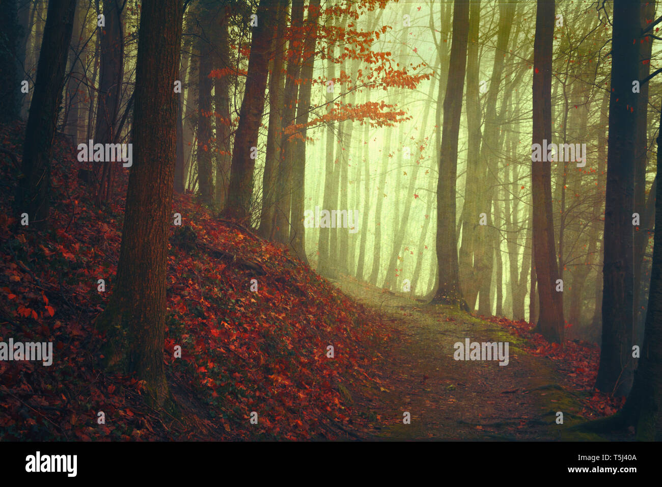 Autumn forest and empty forest path Stock Photo - Alamy