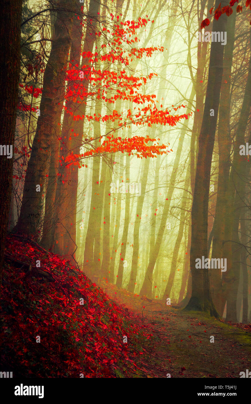 Autumn forest and empty forest path Stock Photo - Alamy
