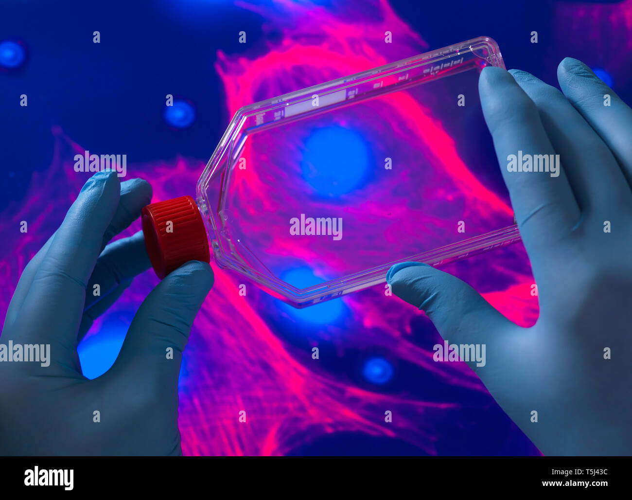 Cell biologist viewing stem cells cultivated red growth medium in a ...