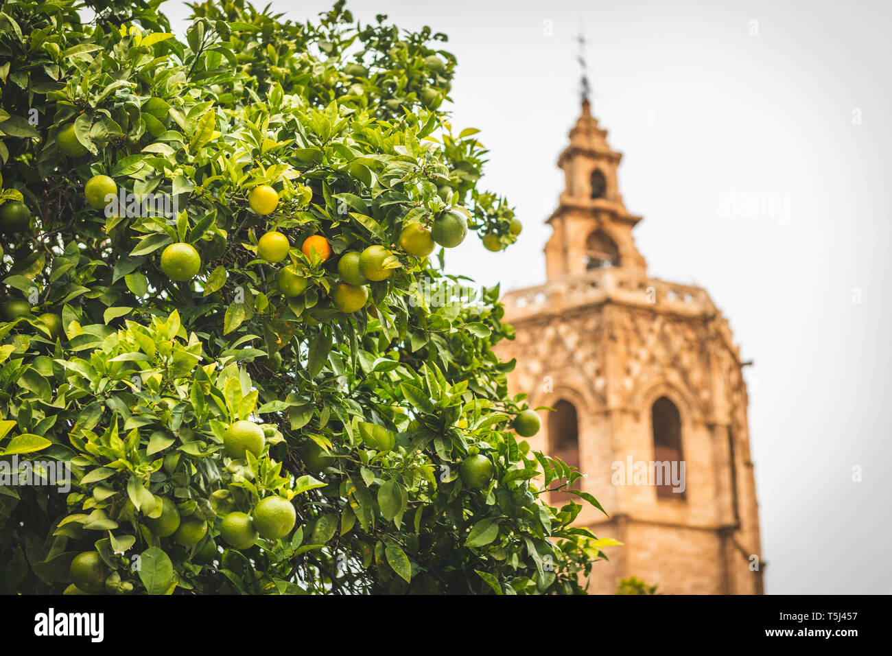 Valencia orange tree hi-res stock photography and images - Alamy