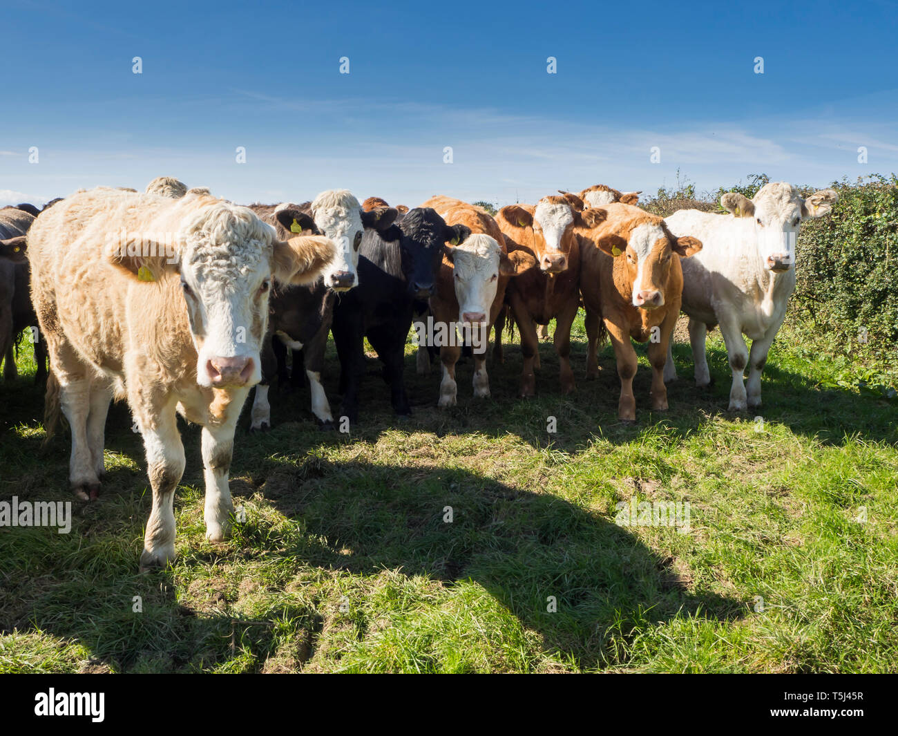 Pasture wales hi-res stock photography and images - Alamy