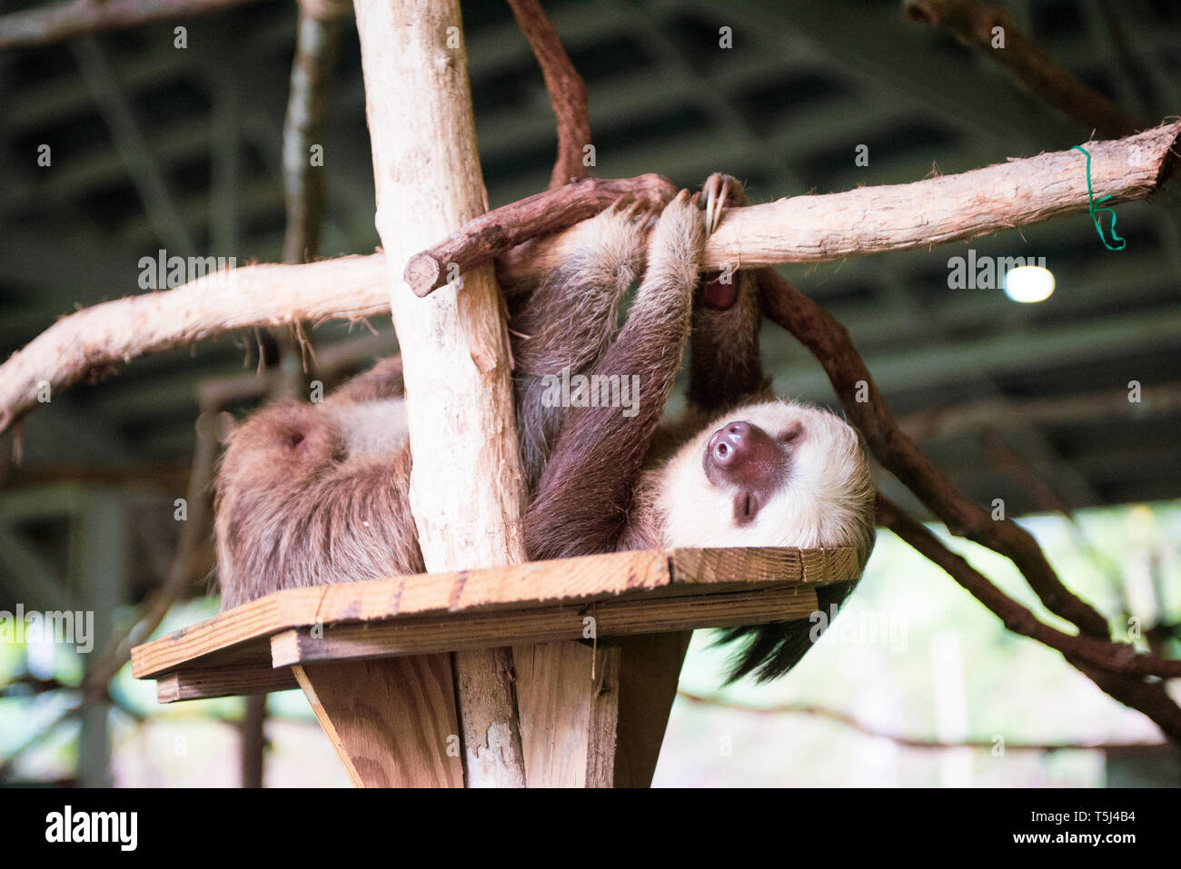 Gamboa Rainforest Reserve at the Panama Canal Sloth Sanctuary ...