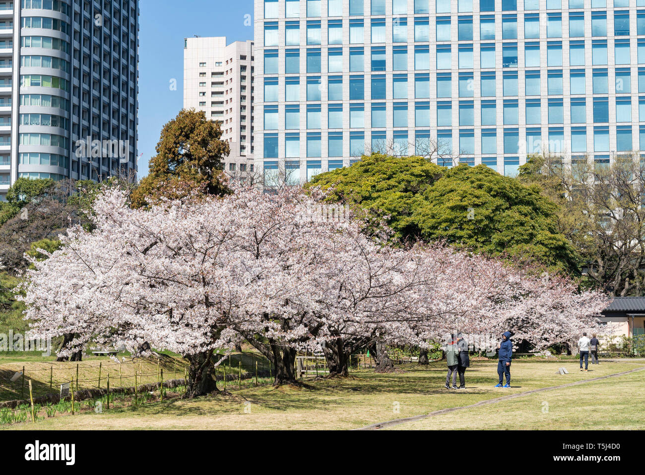 Cherry blossom hama rikyu gardens hamarikyu hi-res stock photography ...