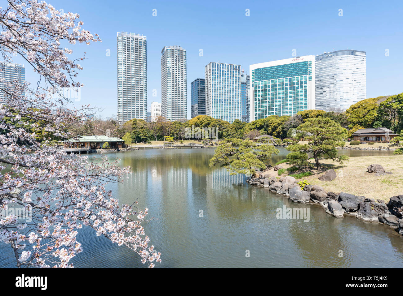 Cherry Blossom Hama Rikyu Gardens Hamarikyu High Resolution Stock ...