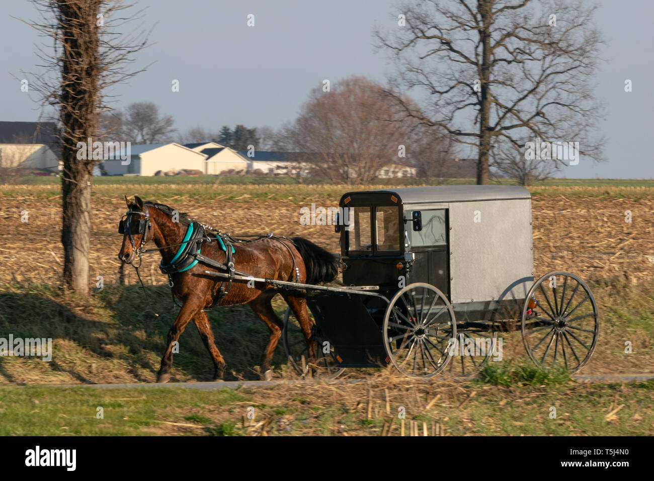 An Amish horse buggy drawn by a beautiful brown horse, Lancaster County ...