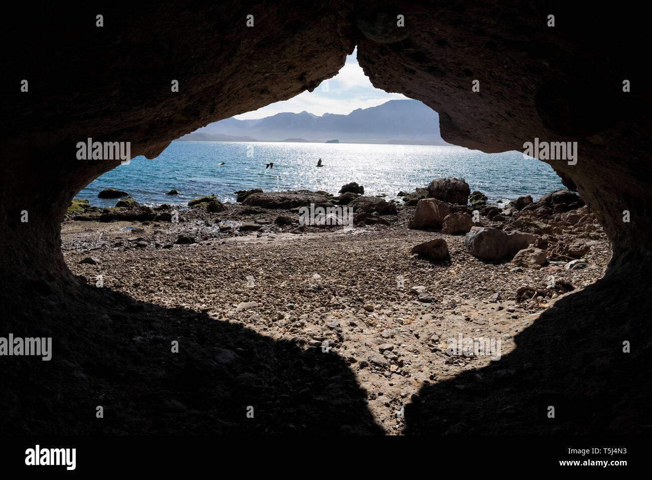 Mexico cave bird hi-res stock photography and images - Alamy