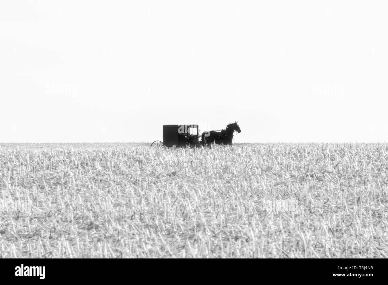 An Amish horse-drawn buggy in a harvested field of corn in black and ...