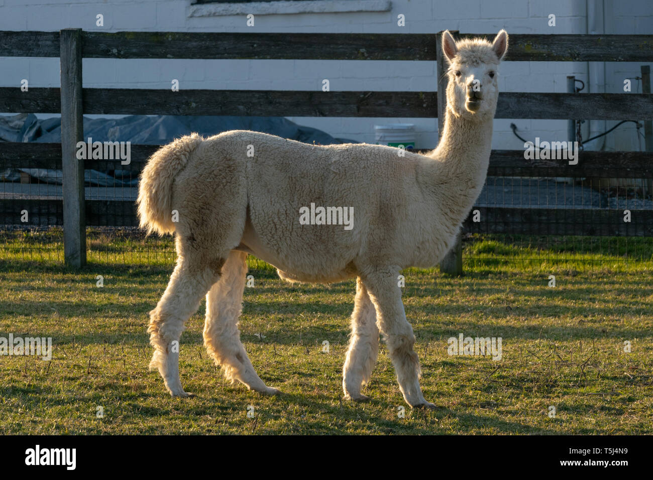 Llama looking straight at camera hi-res stock photography and images ...