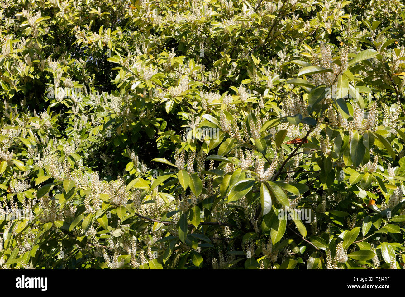Laurel Tree High Resolution Stock Photography and Images - Alamy