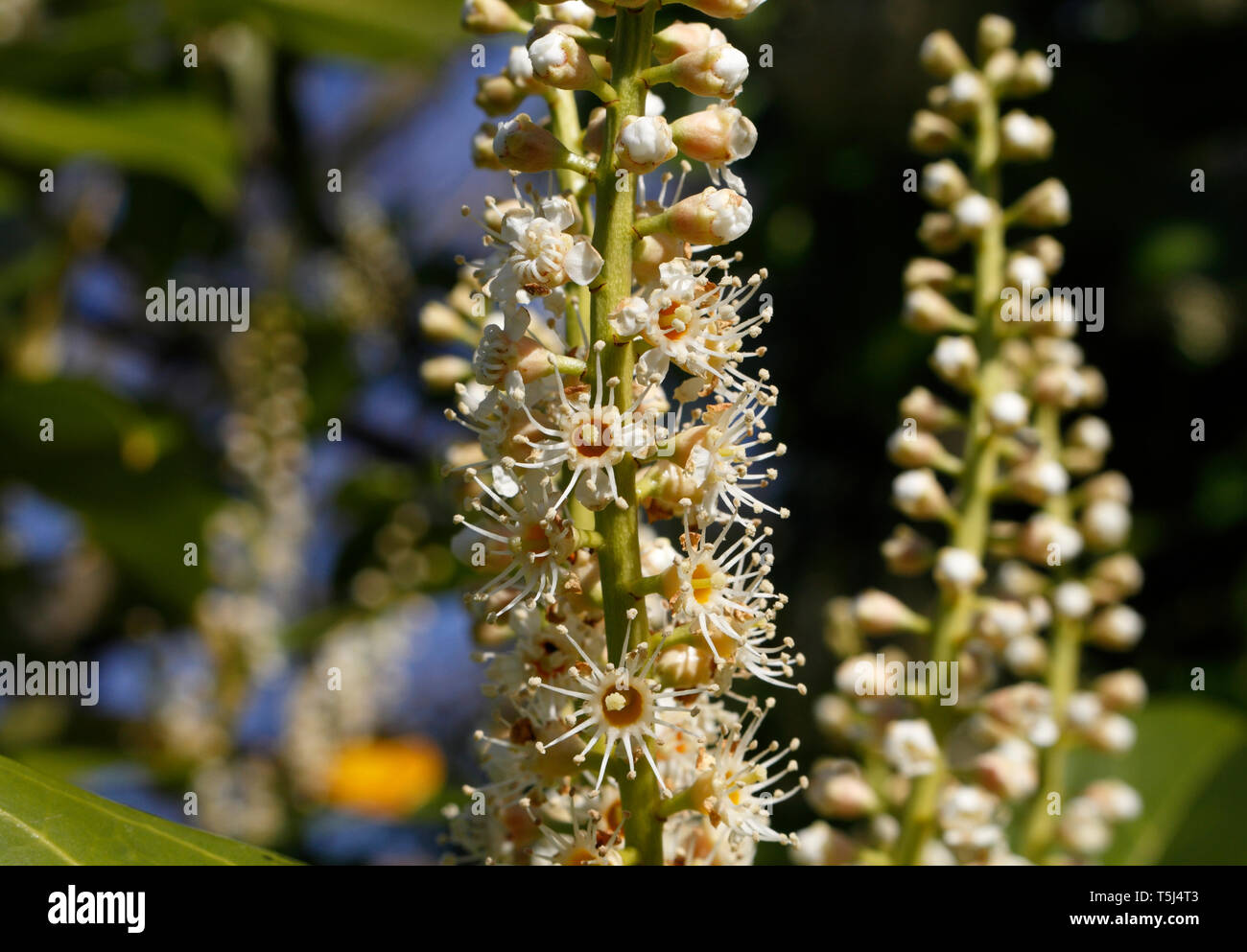 Laurel plant white flowers hi-res stock photography and images - Alamy