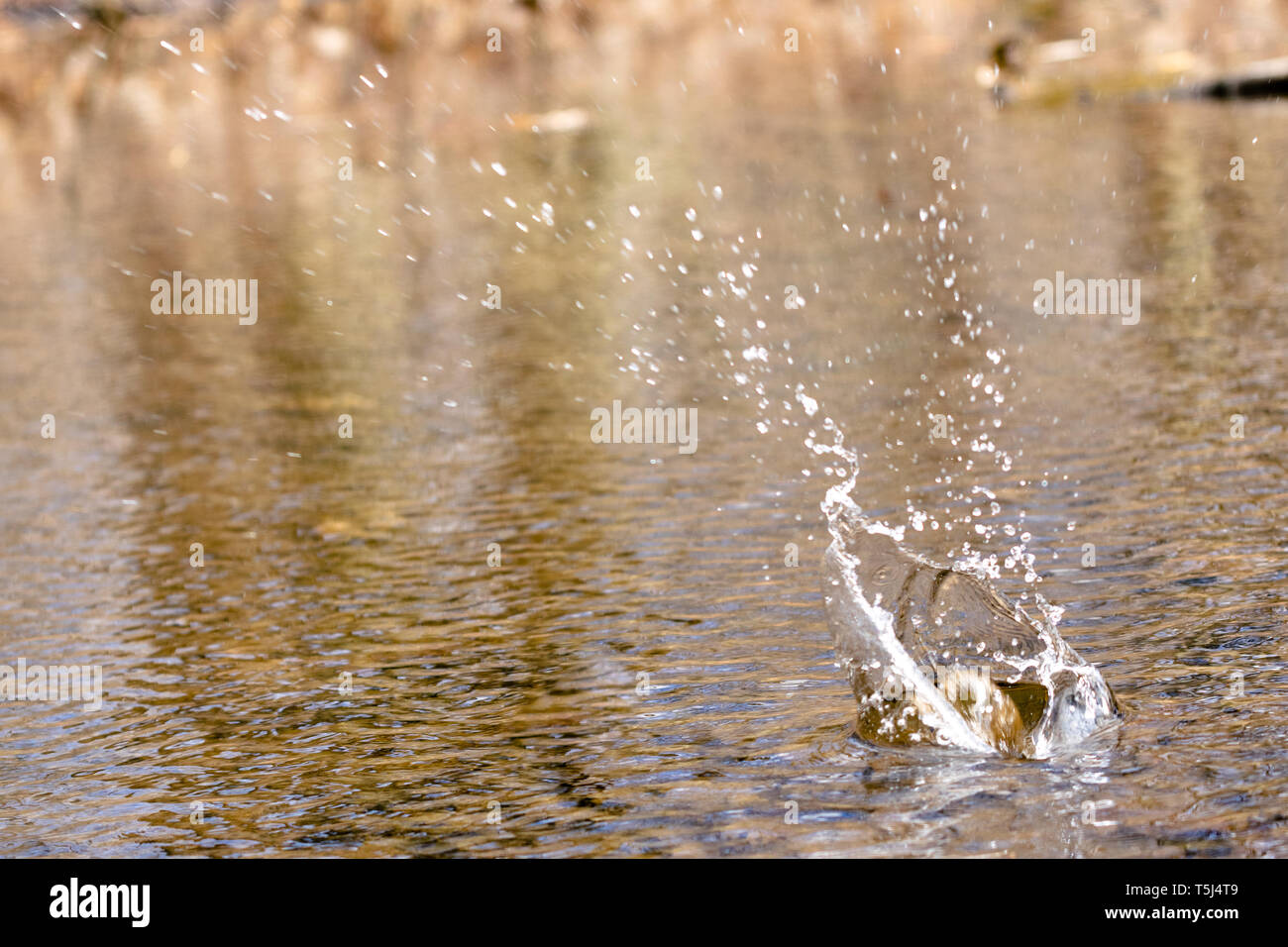 Beautiful water sprays hi-res stock photography and images - Alamy