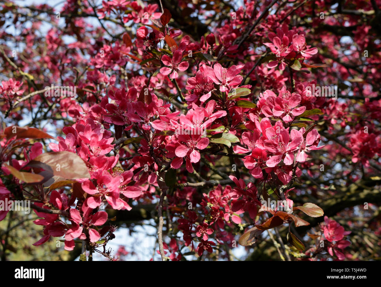 Cob tree hi-res stock photography and images - Alamy