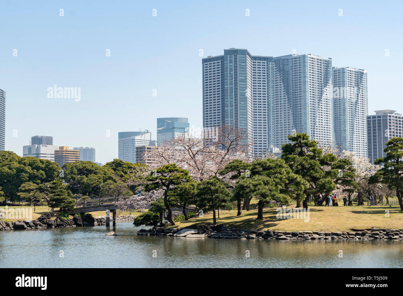 Cherry blossom hamarikyu hama rikyu hi-res stock photography and images ...
